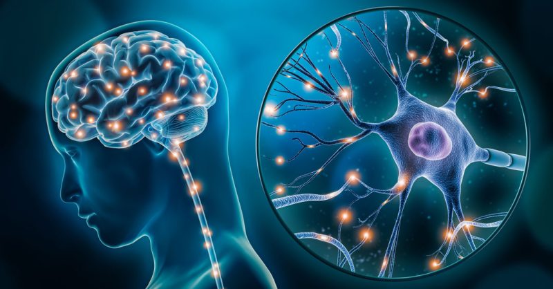 The Biology of Behavior - NM Magazine